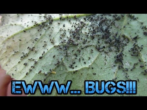 Ewww... Bugs!!! [Day 2812 - 07.13.18] - YouTube