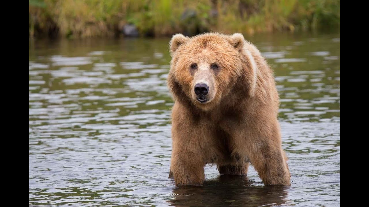 Oso feroz cazando de salmones ¦ TOP 10 - YouTube