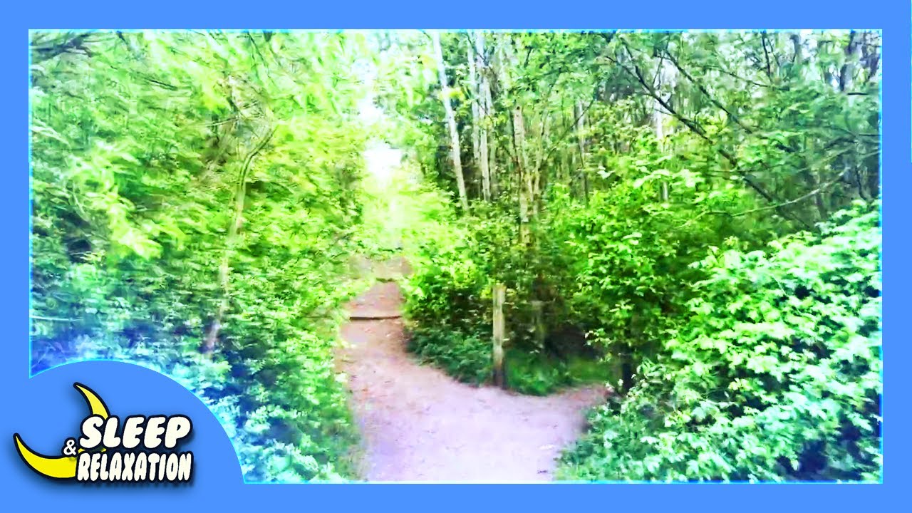 Beautiful green forest trail (Nature Visualizer) - YouTube