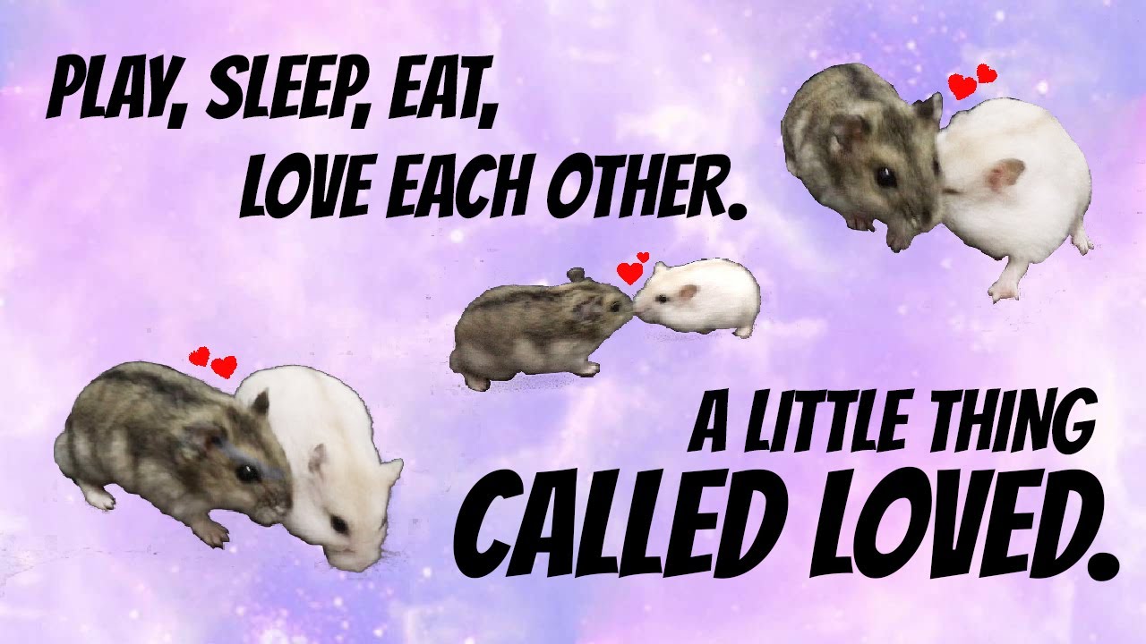 DAILY HAMSTER ROUTINE - BOBO AND RABELL (COUPLE) - YouTube