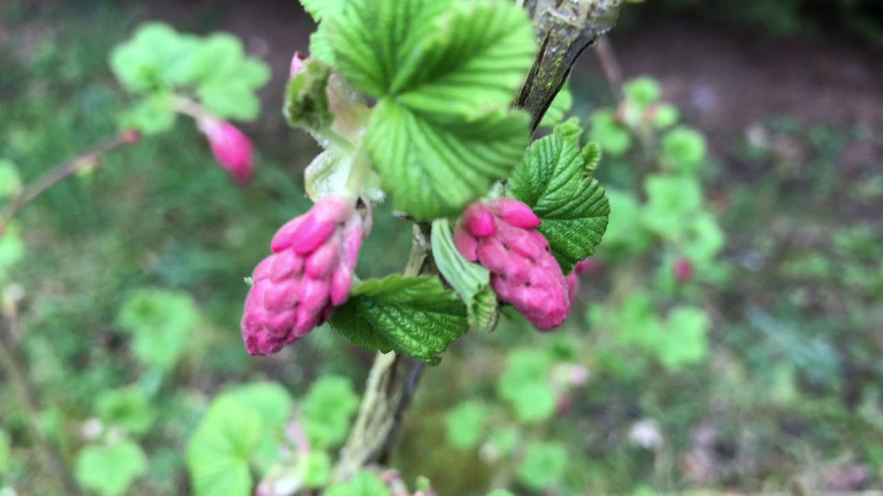 Groseillier à fleurs ou Faux-Cassis 'Ribes sanguineum' ''King Edward ...