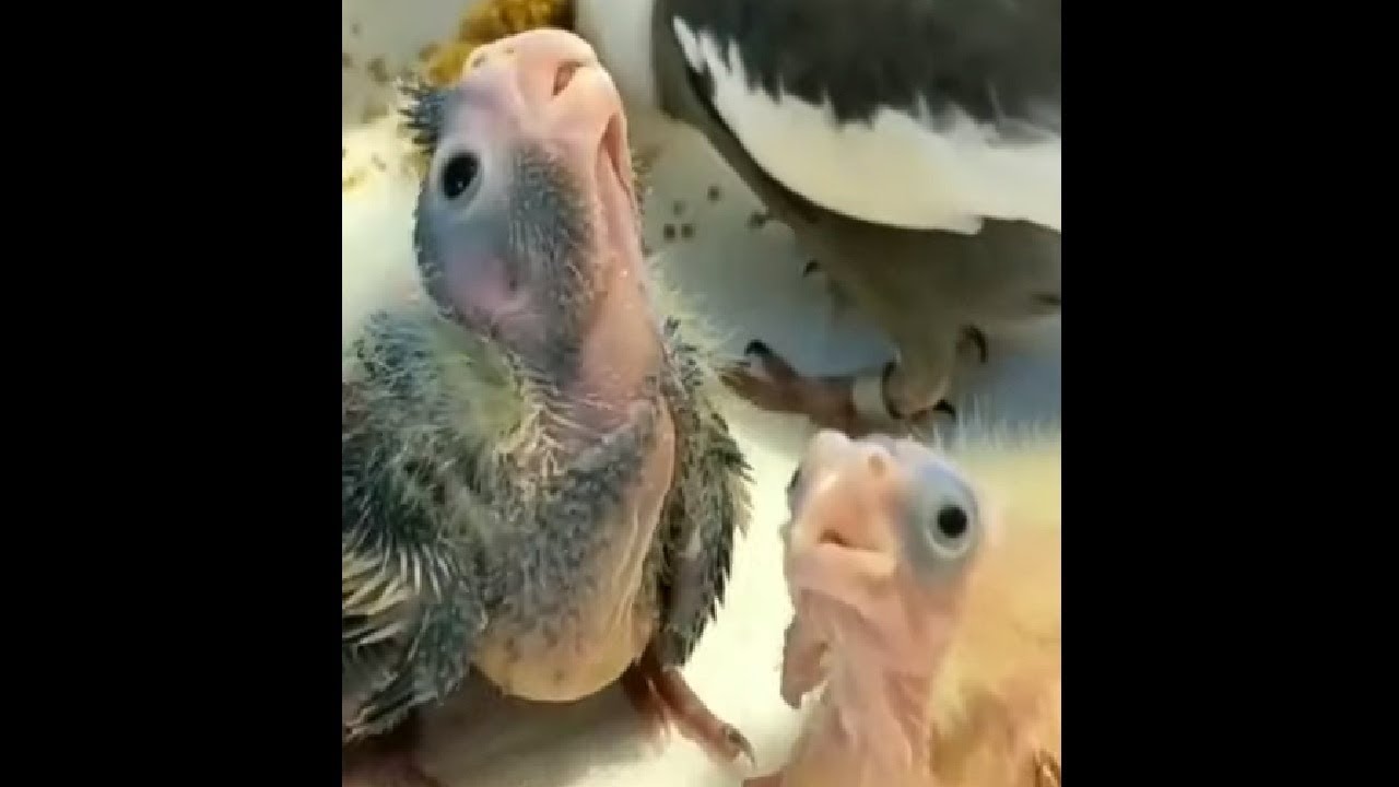 Featherless Little Birds Want To Eat - YouTube
