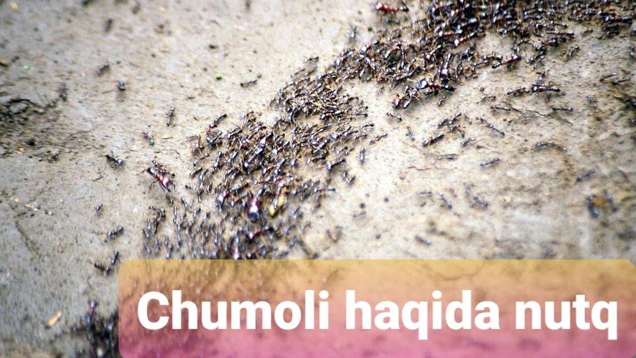 Chumoli haqida nutq. Usmon Azimdan shedevr - YouTube