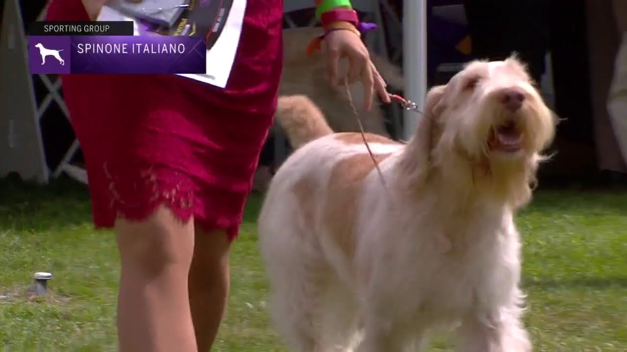 Spinoni Italiani | Breed Judging 2021 - YouTube