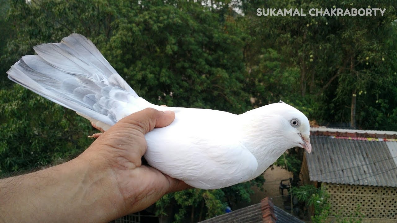 KASHMIR DUMA ,KALDUMA & ZEERA PIEONS - YouTube