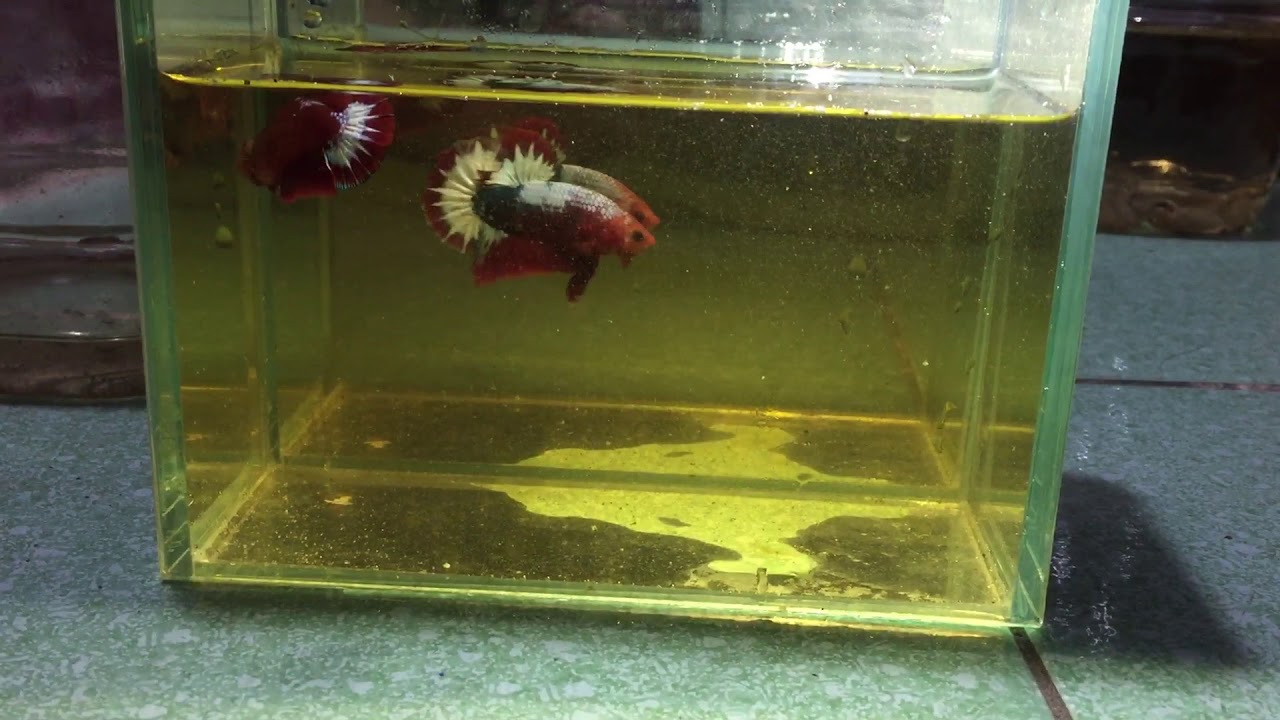 Show cá giống Betta fancy red - YouTube