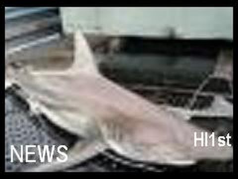 Shark Hybrid Animals: (Fact vs. Fiction) Explained - Discovermagz.blog