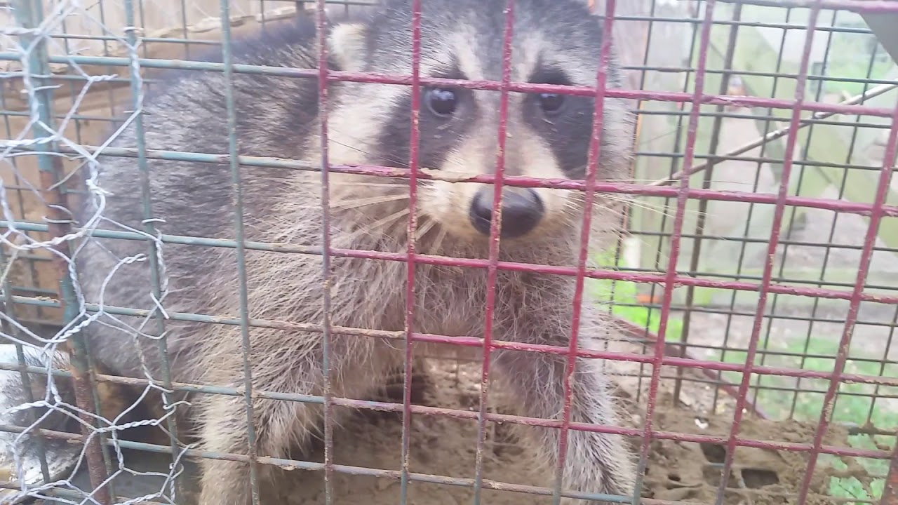 Angry Raccoon - YouTube