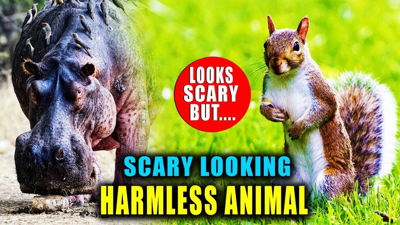 Top 10 Scary Looking "Harmless Animals" In The World - YouTube