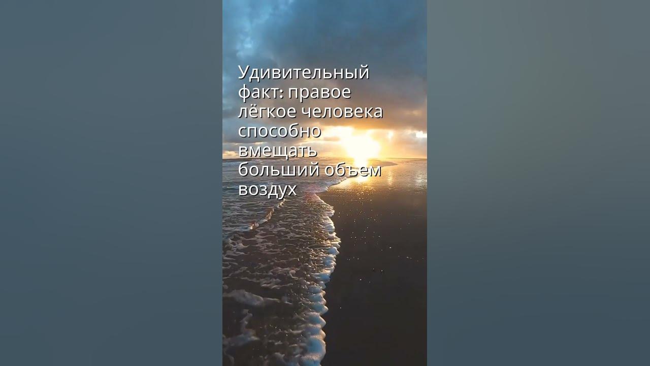Дыхание науки Почему правое лёгкое настоящий чемпион факты Youtube