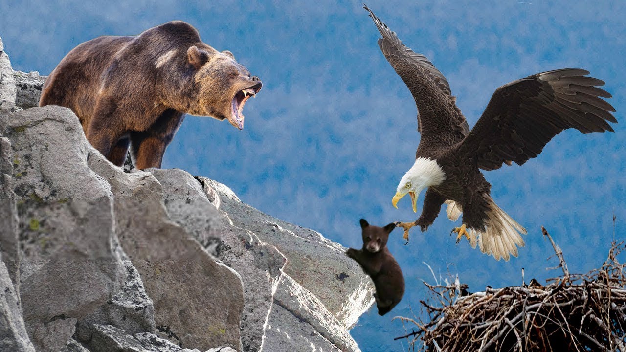 Witness Bear Cub Being Taken By Eagle Bear Mother Climbed Up Eagle's ...