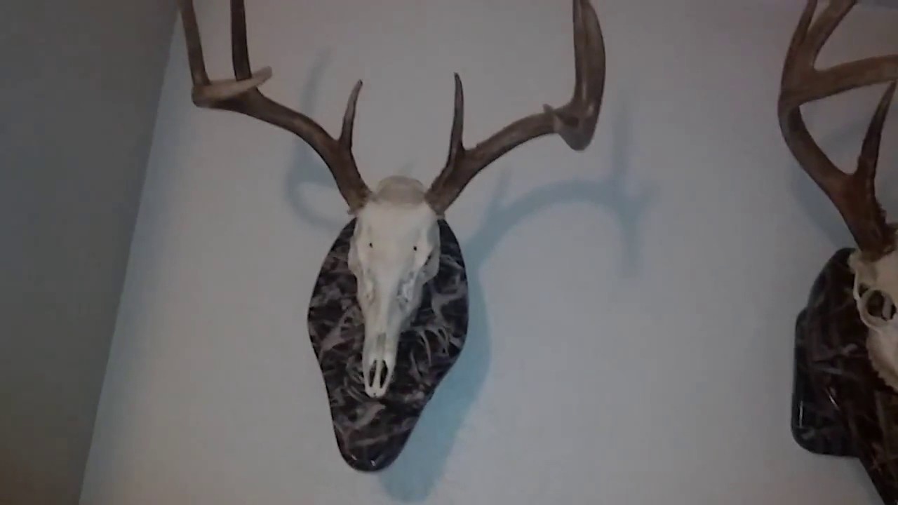 Whitetail Deer European Mounts 11022016 - YouTube