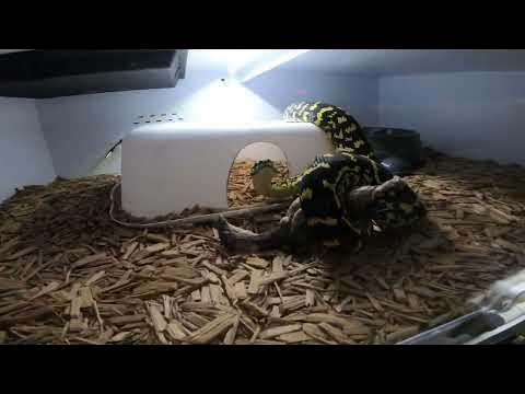 Jungle Carpet Python Feeding!!! - YouTube
