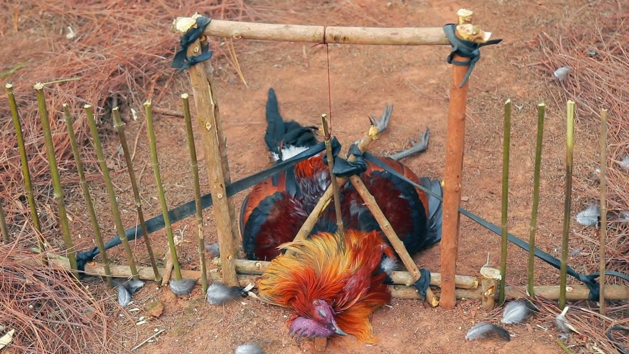 create easy amazing wild chicken trap using tires - YouTube