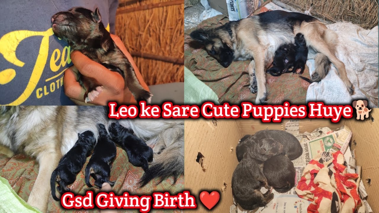 German Shepherd Giving Birth 🐕 || Leo First Time Giving Newborn Puppies ...