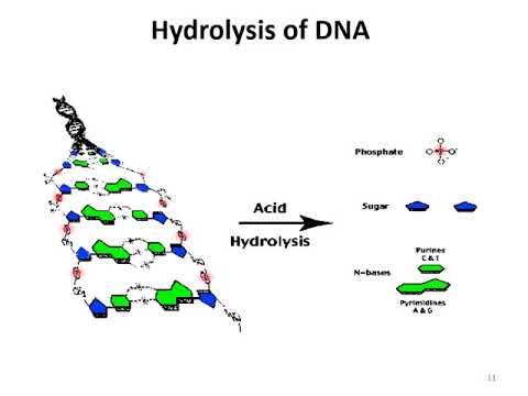 Lecture 36 - CHEM2114 - Hydrolysis Of Nucleic Acids - YouTube