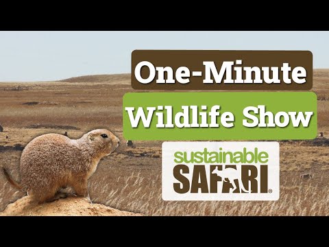 Prairie Dogs One-Minute Wildlife Show - YouTube