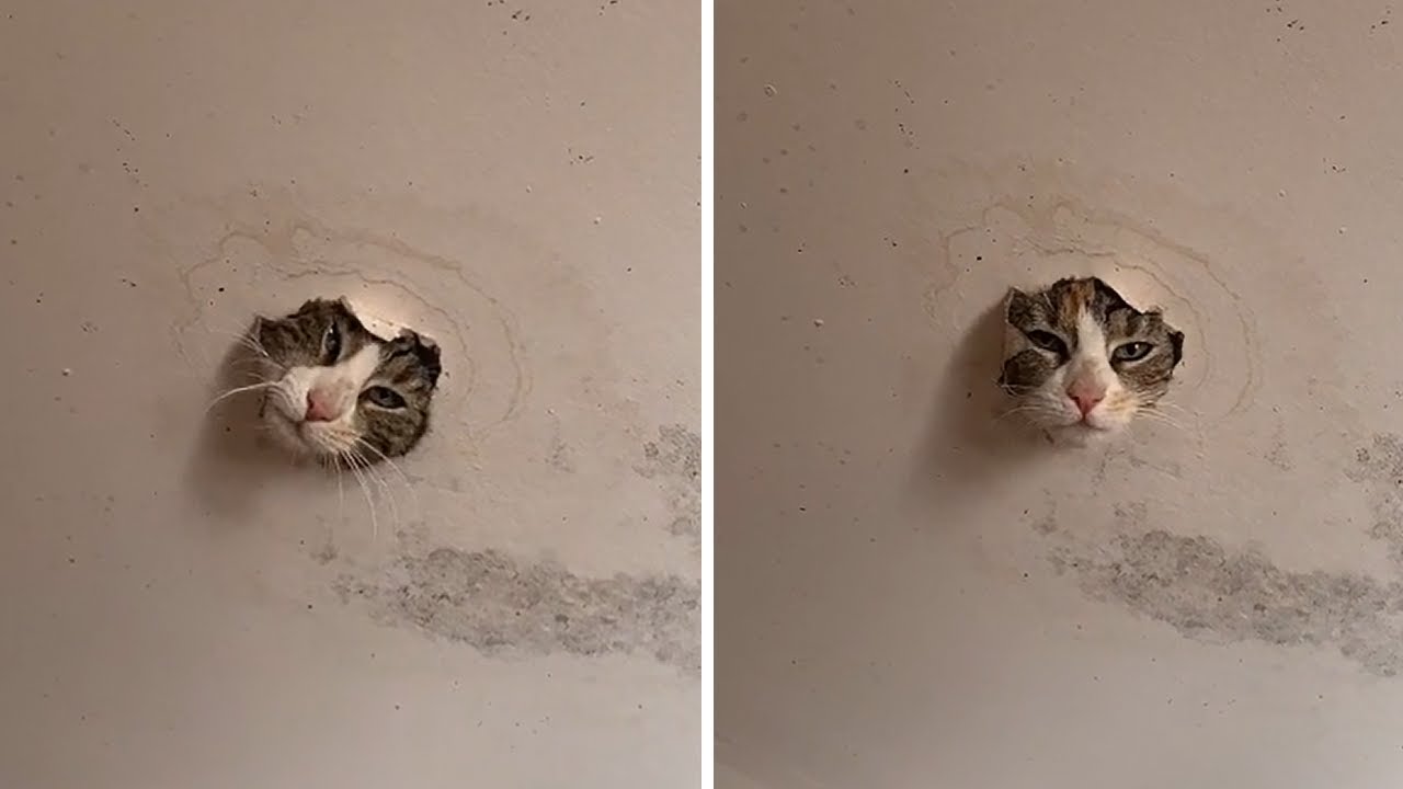 Ceiling Cat Youtube