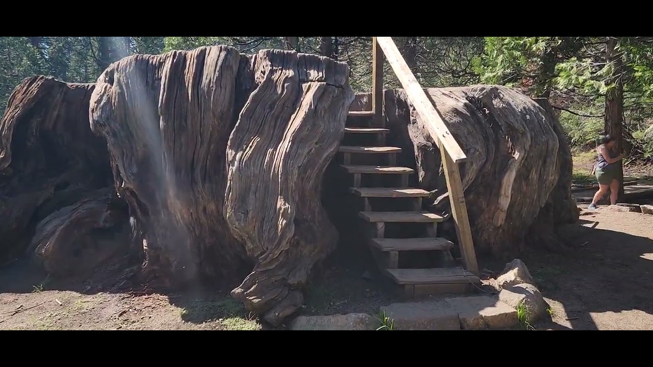 Mark Twain Tree In Sequoia National Forest! - YouTube