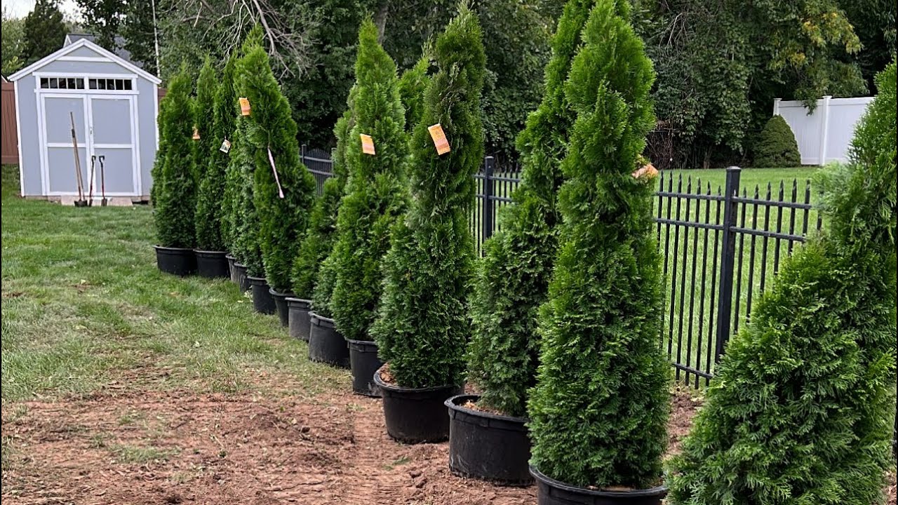 Installing a Arborvitae Hedge - YouTube