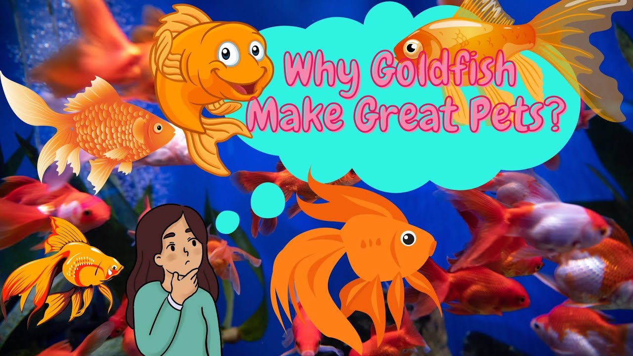Gold Fish A Fascinating Aquatic Companion - YouTube