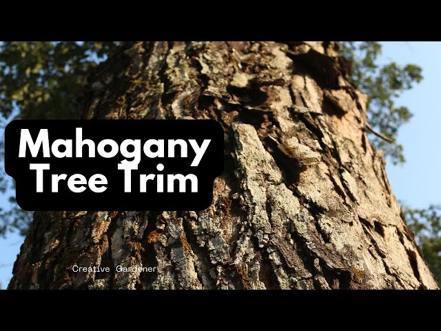 Sapele Mahogany Tree