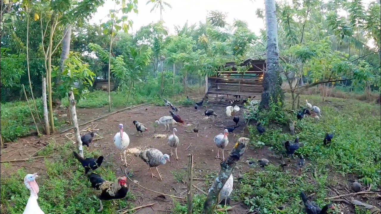 Murang Patuka sa Manok Pabo at Gansa Pwede rin Magtanim | Sarap ng ...