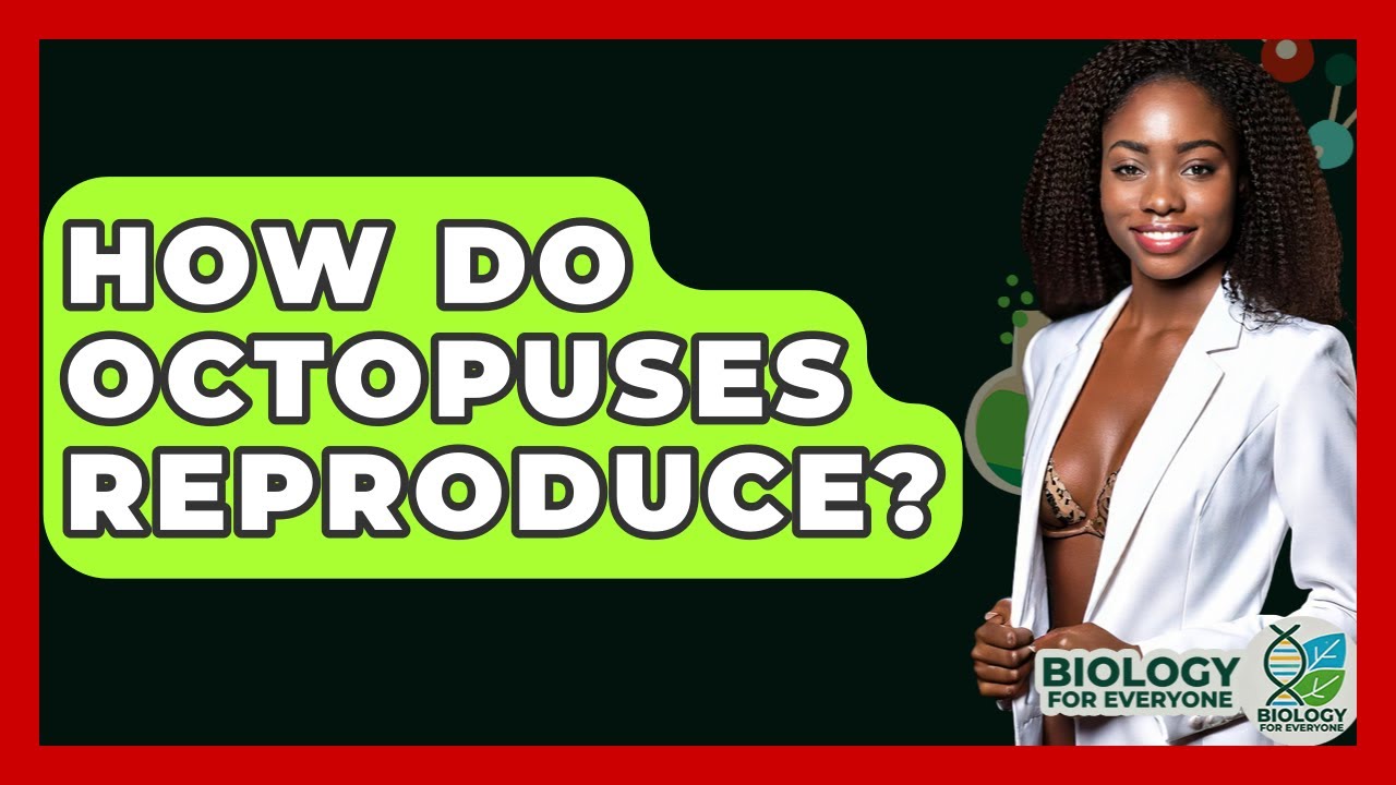 How Do Octopuses Reproduce? - Biology For Everyone - YouTube