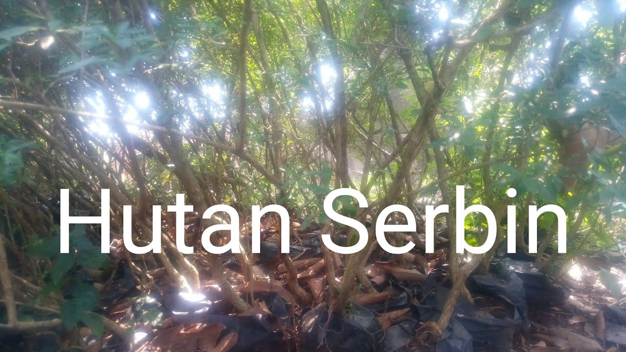 @Serbin, seribu bintang - YouTube