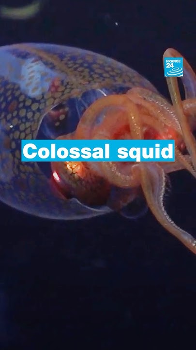 First ever video of a colossal squid • FRANCE 24 English - YouTube