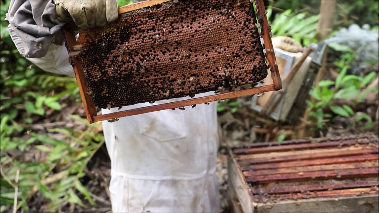 Minutos Conexión BioCaribe l Conexión con sabor a miel - YouTube