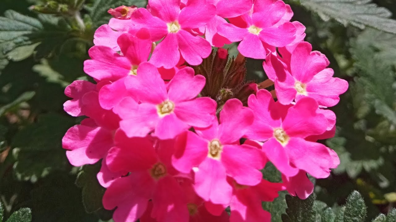 Barbina flowers #gardening #flowers - YouTube