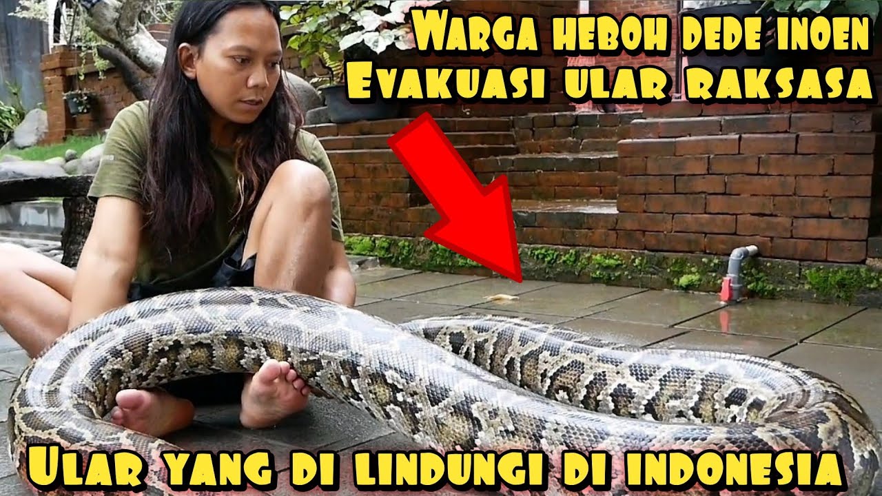 EVAKUASI ULAR PITON RAKSASA SEGEDE POHON KELAPA - YouTube