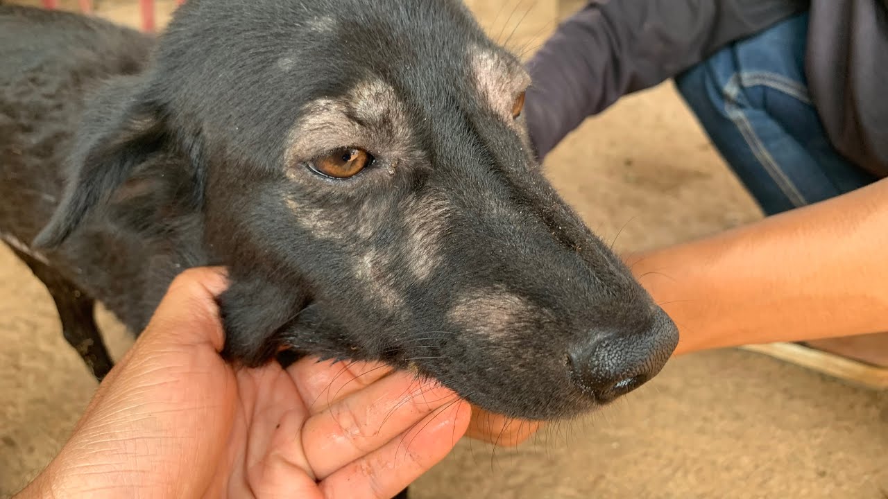 Scratching Fleas And Ticks From Dog || Get Rid Of Fleas From Puppy 35 ...