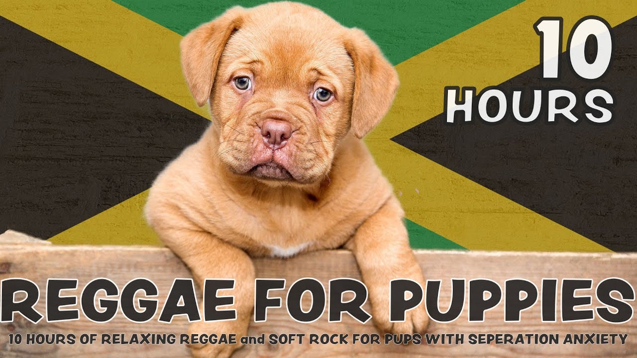SCIENTIFICALLY PROVEN: 10 Hours of playful, calming Reggae & Soft Rock ...