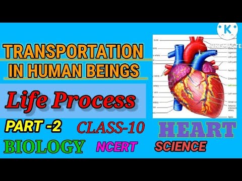 Transportation in human beings | HEART | ch 6 Life Process Class-10 ...