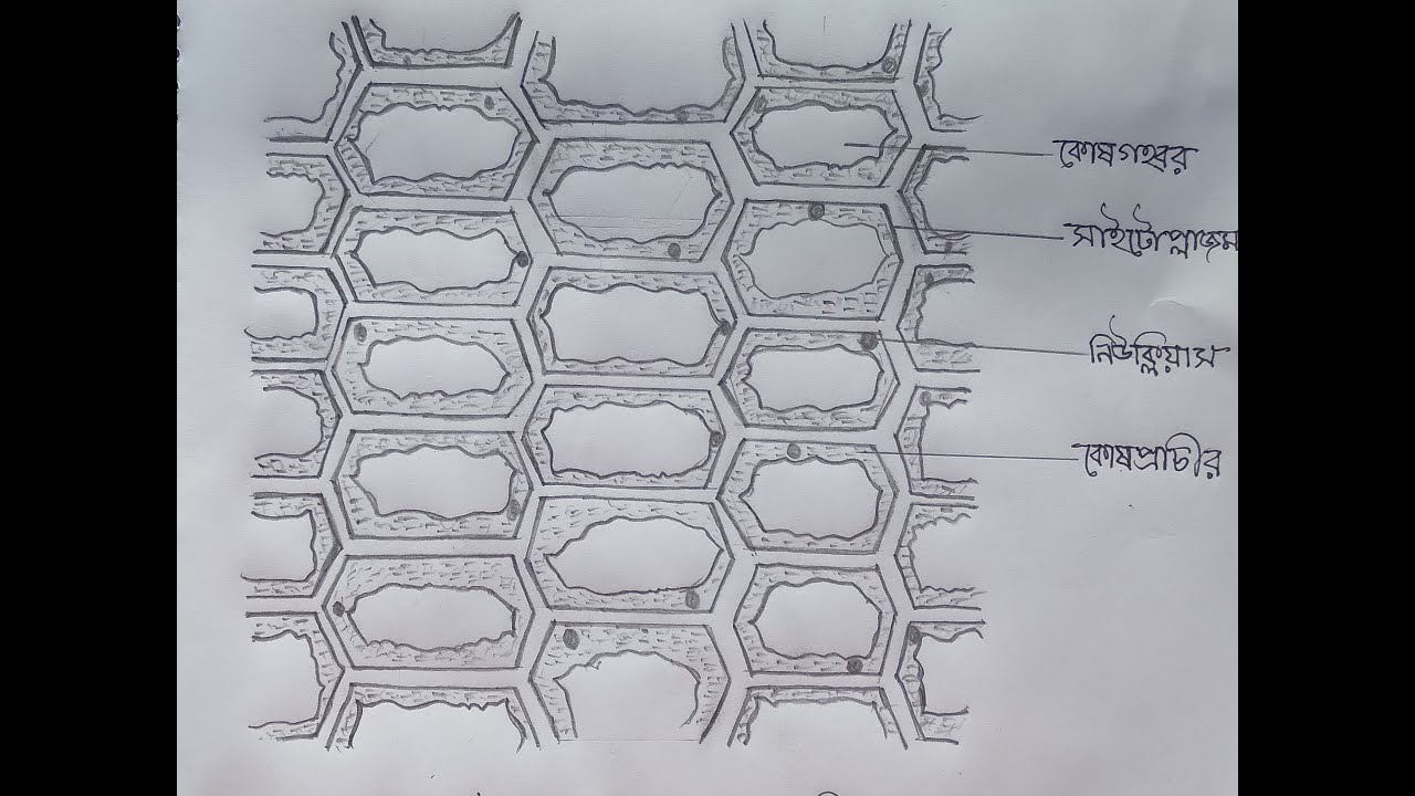 Plant cell Onion cell experiment||SSC biology practical with writing ...