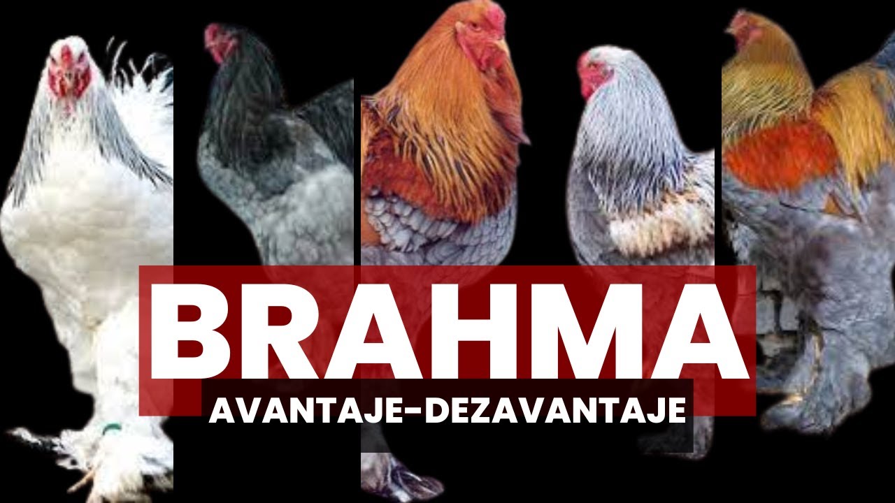 Rasa gaina Brahma Caracteristici Avantaje Intretinere - YouTube