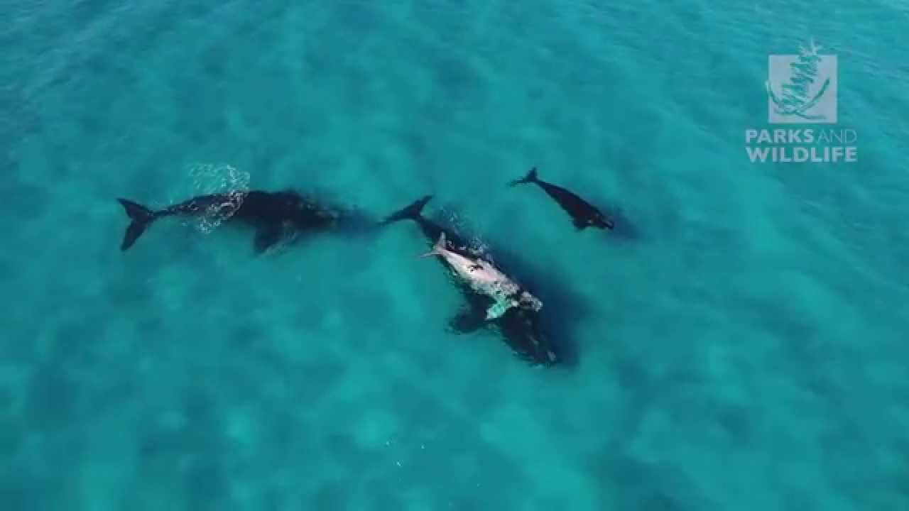 Southern right whales at Point Ann Fitzgerald River National Park - YouTube