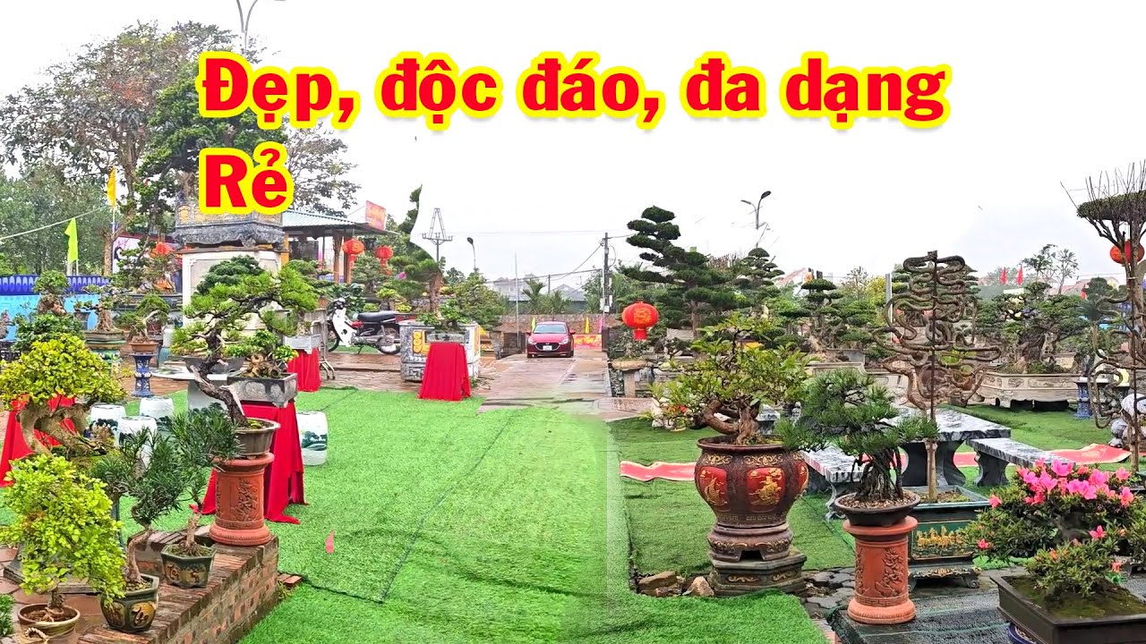 Vài triệu đã có cây đẹp và độc đáo để chơi, sản phẩm rất đa dạng, sanh ...