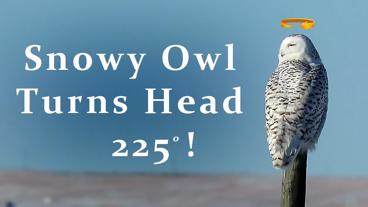 Snowy Owl Turns its Head More Than 180 Degrees! - YouTube