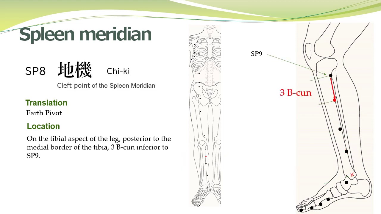 【Let's learn the meridian and acupuncture points】Spleen meridian - YouTube