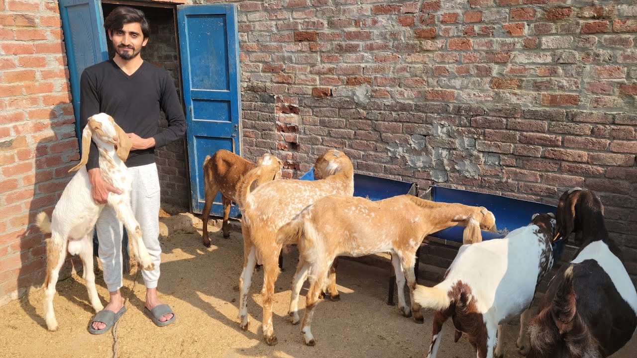 Bakri Ko Nelha Diya | Pet Vlog | Hamza Zahid - YouTube