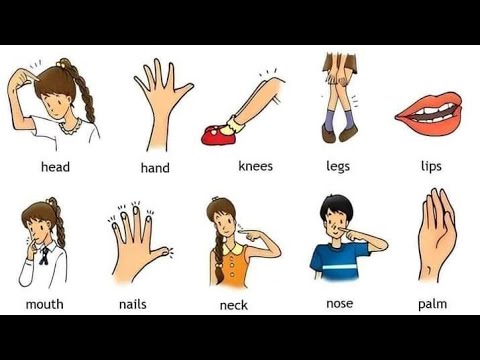Easy Body Parts Drawing | picture and name Drawing | | Body Parts Chart ...