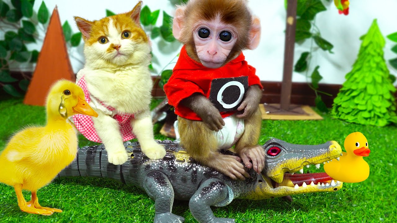 Smarts Monkey Bi Bon helps little cat and play with ducklings in the ...