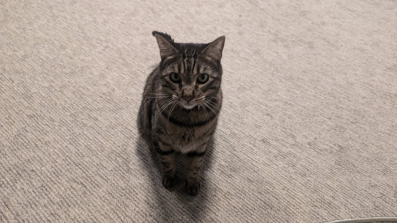 Teaching my cat to fetch - YouTube