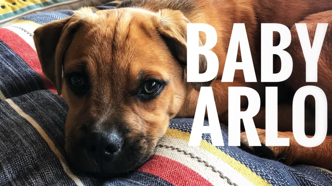 Baby Arlo - YouTube