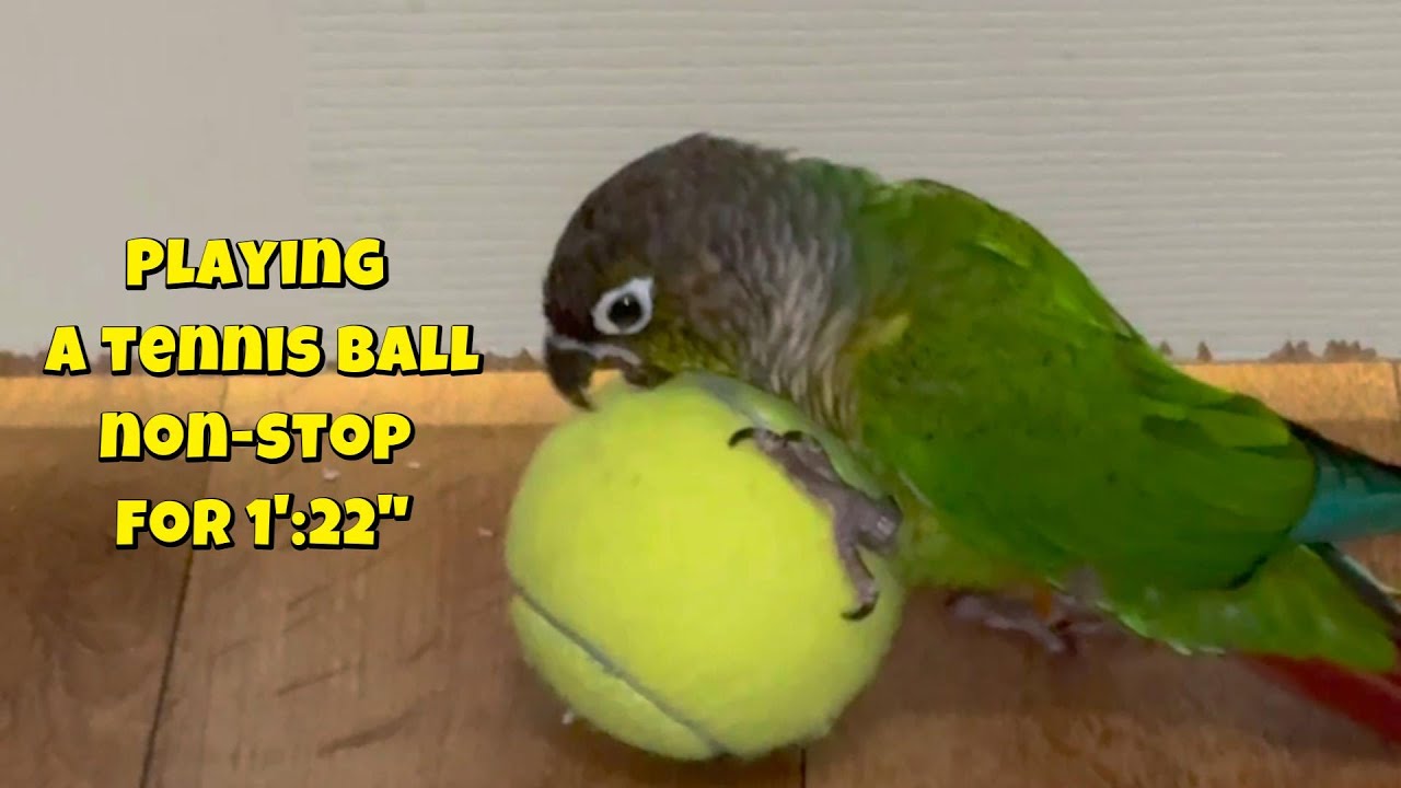 Avocado parrot playing a tennis ball NON-STOP in 1 min and 22 sec # ...