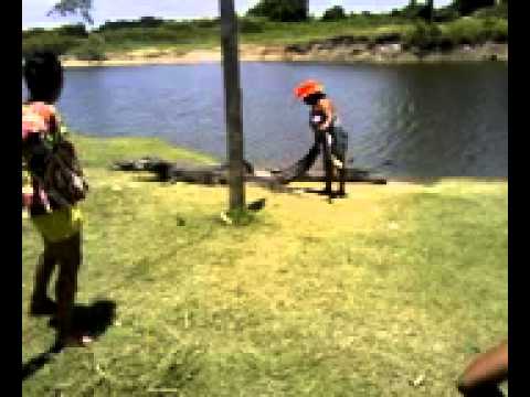 Dona Maria do jacare,Pantanal sulmatogrossense