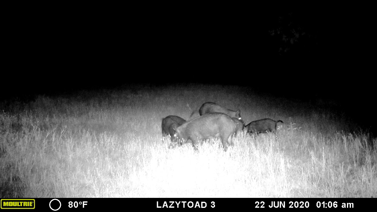 Seven hogs in infrared - YouTube
